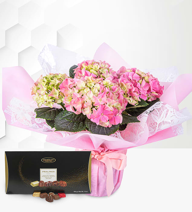 Spring Hydrangea & Luxury Chocolates | Prestige Hampers