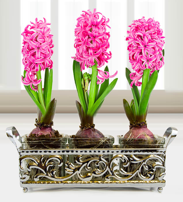 Trio Ornate Hyacinths | Prestige Hampers